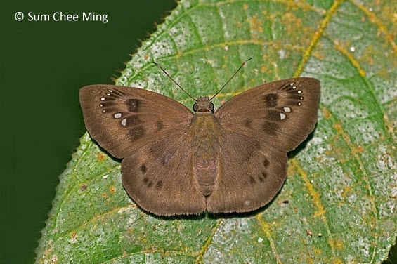 ButterflyCircle Checklist