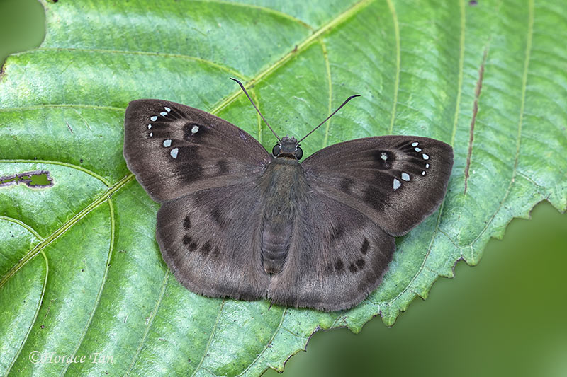 ButterflyCircle Checklist