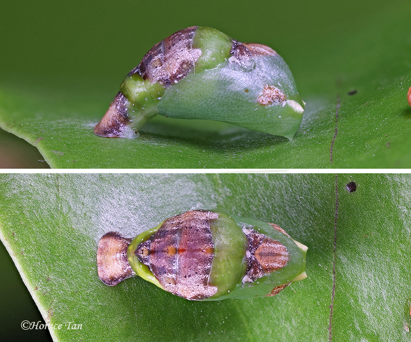 ButterflyCircle Checklist