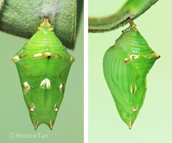 ButterflyCircle Checklist