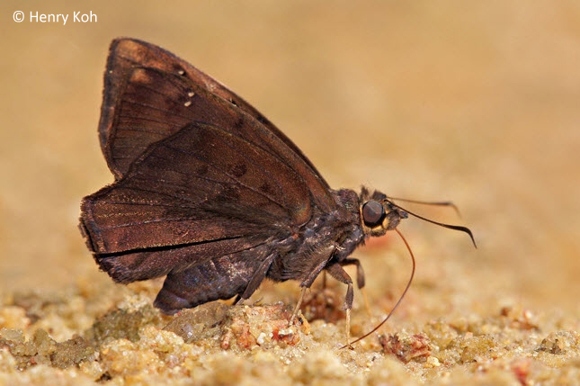 ButterflyCircle Checklist