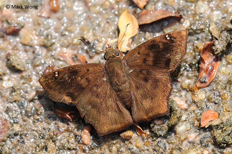 ButterflyCircle Checklist