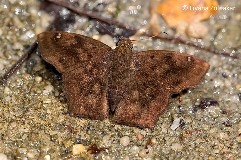 ButterflyCircle Checklist