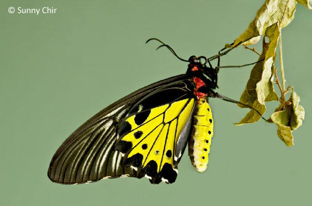 ButterflyCircle Checklist