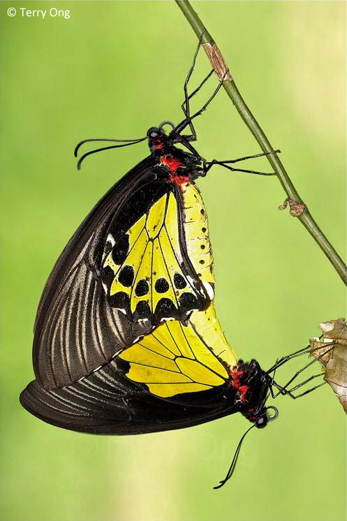 ButterflyCircle Checklist