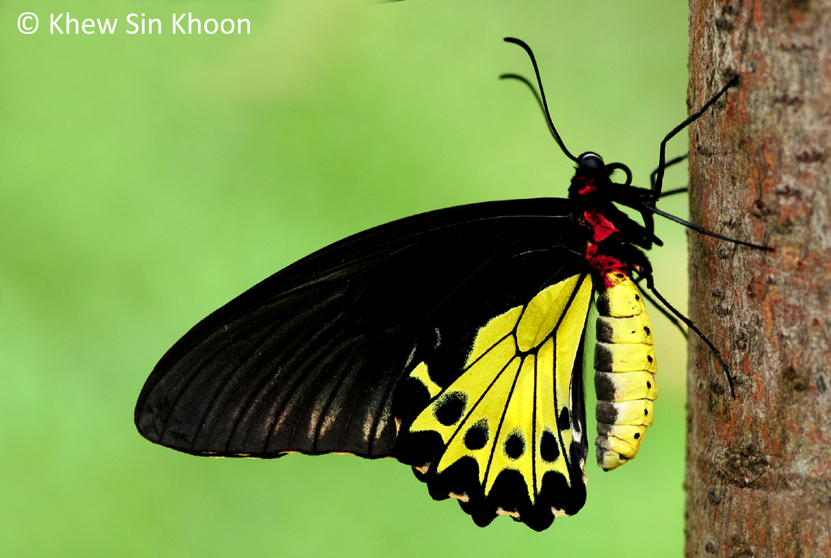 Troides helena - Alchetron, The Free Social Encyclopedia