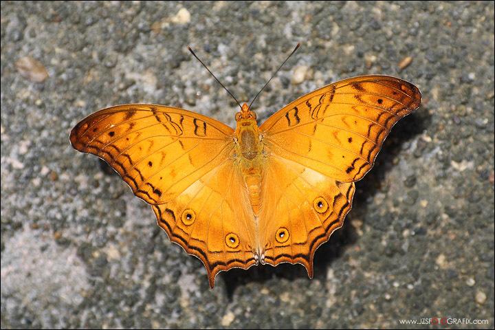 ButterflyCircle Checklist