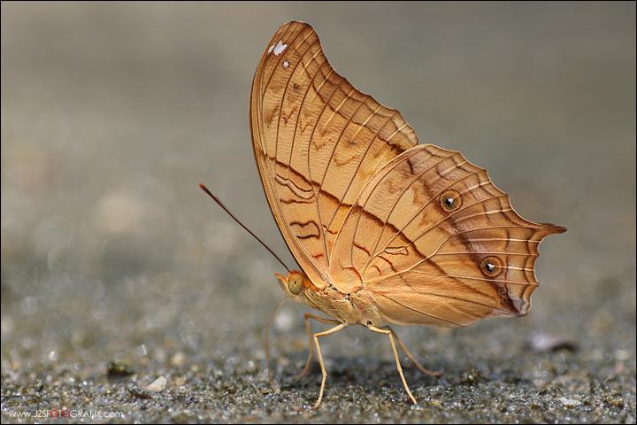 ButterflyCircle Checklist