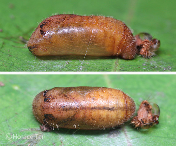 ButterflyCircle Checklist