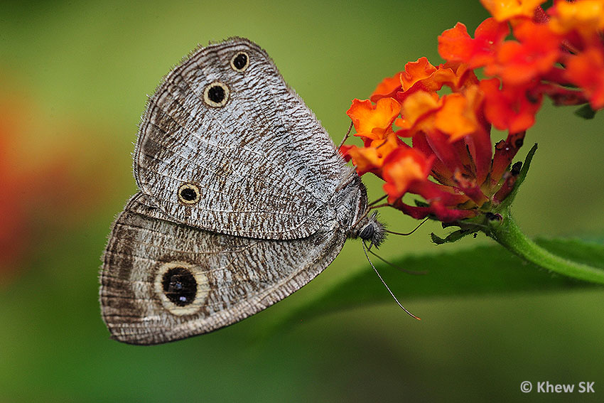ButterflyCircle Checklist