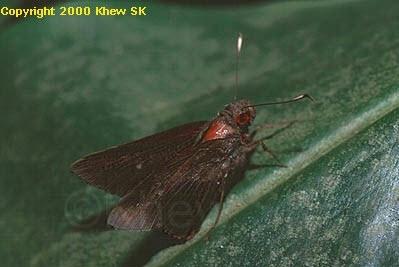 ButterflyCircle Checklist