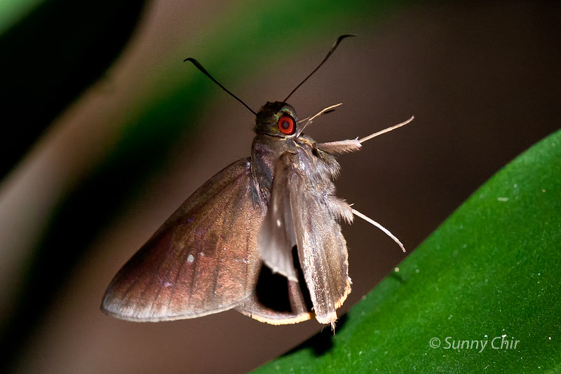 ButterflyCircle Checklist