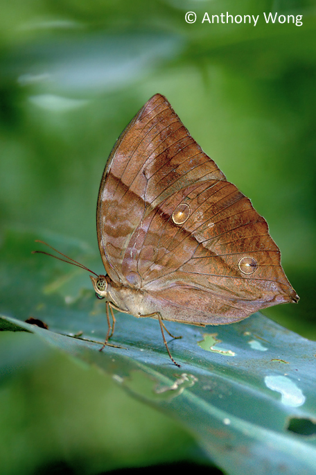 ButterflyCircle Checklist