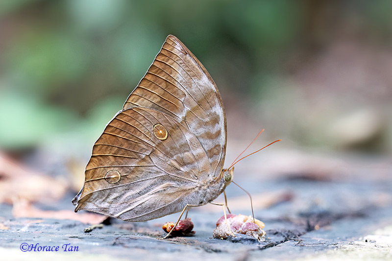 ButterflyCircle Checklist