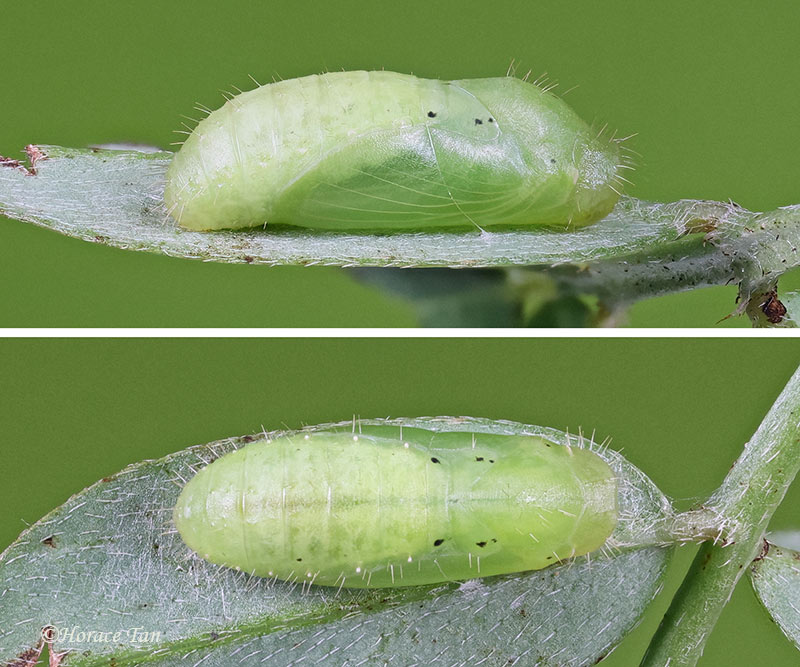 ButterflyCircle Checklist