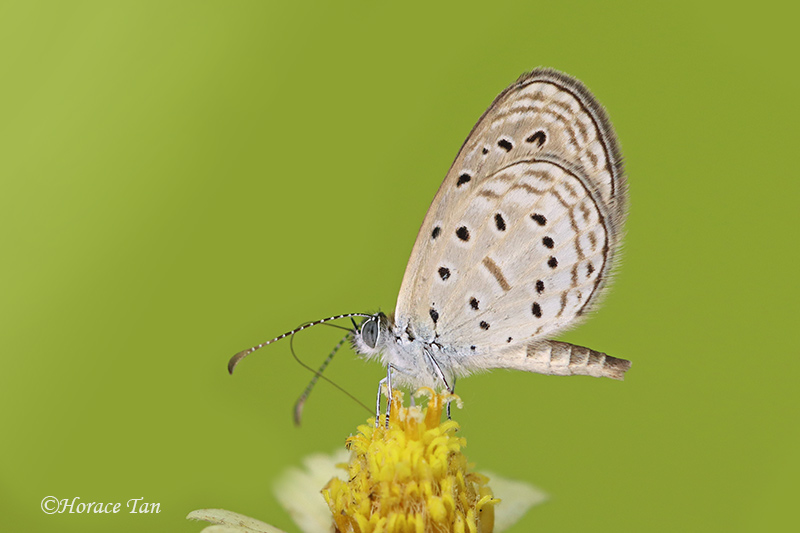 ButterflyCircle Checklist